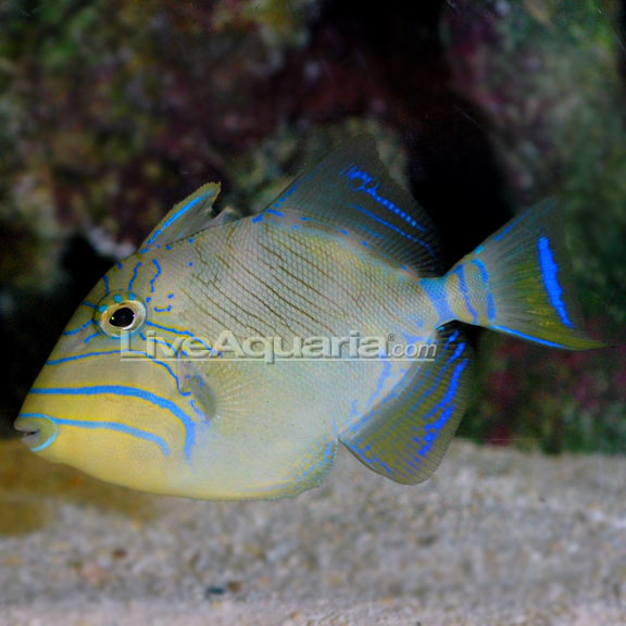 Queen Triggerfish: Saltwater Aquarium Fish