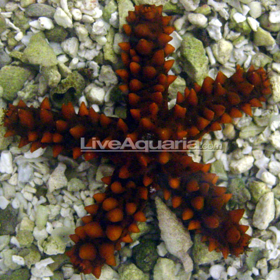 Red Thorny Sea Star: Saltwater Aquarium Invertebrates