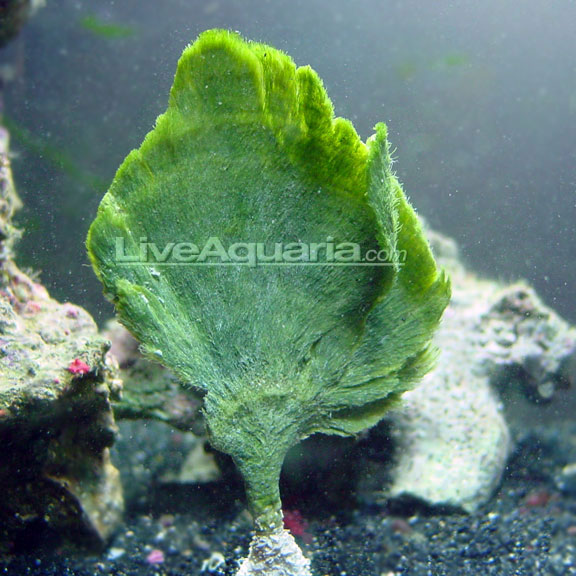 Mermaid's Fan Plant: Saltwater Aquarium Plants