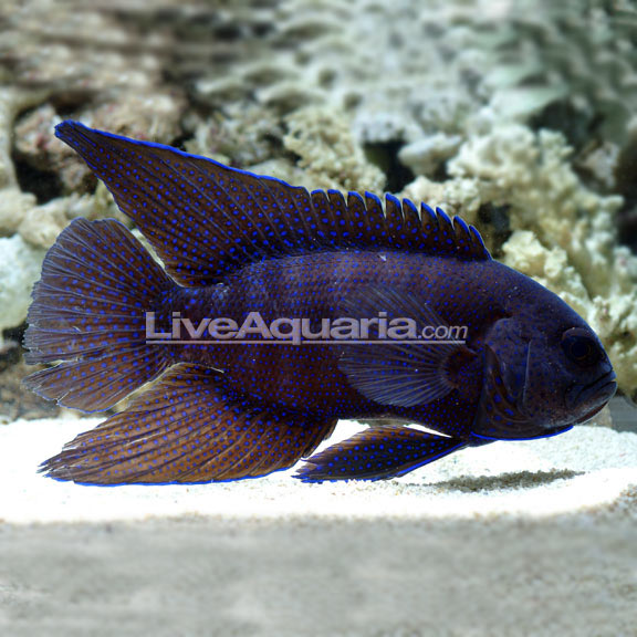 Blue Tip Longfin Grouper: Saltwater Aquarium Fish