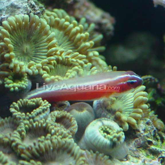 Eviota Gobies