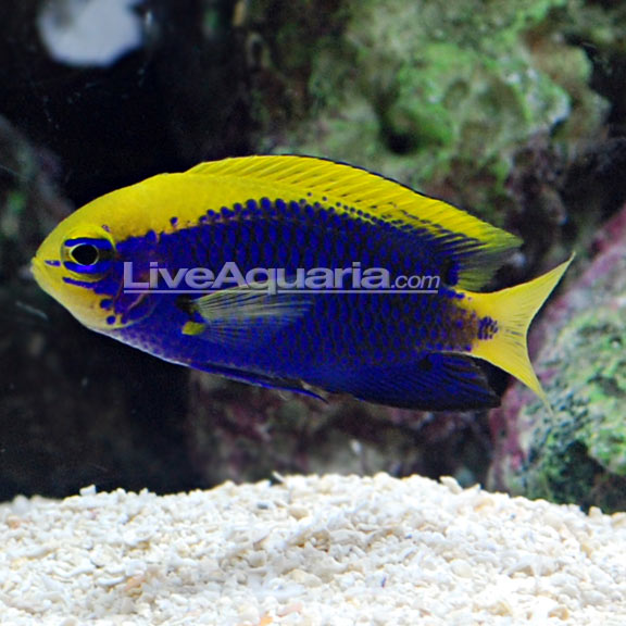 Starcki Damsel: Saltwater Aquarium Fish for Marine Aquariums