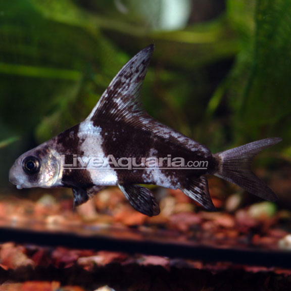Chinese Hi Fin Banded Shark