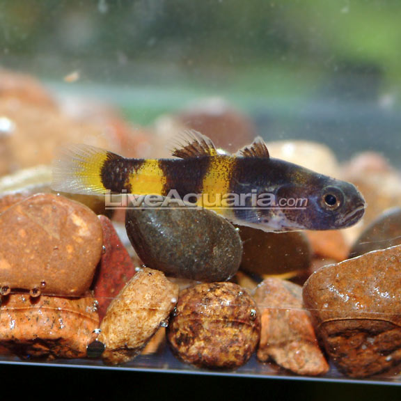 Bumble Bee Goby: Tropical Aquarium Fish for Brackish Aquariums
