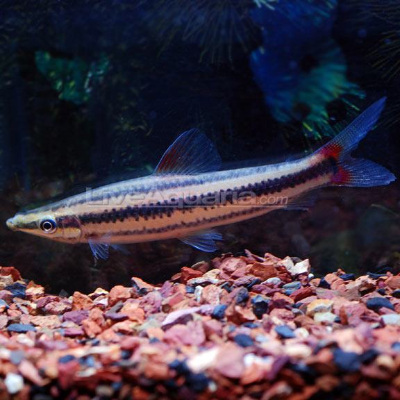 Annostomus Cigar Fish