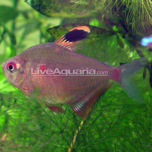 Bleeding Heart Tetras