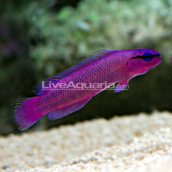 Sunrise Dottyback