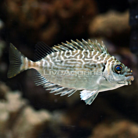 Little Spinefoot (Black Spinefoot): Saltwater Aquarium Rabbitfish