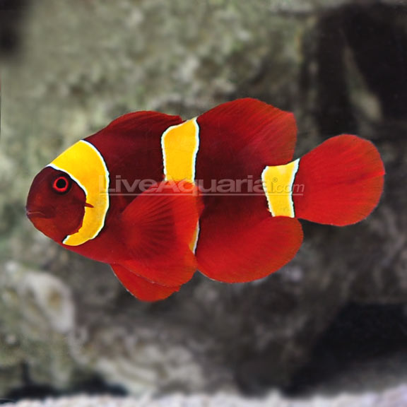 Maroon Clownfish Pair