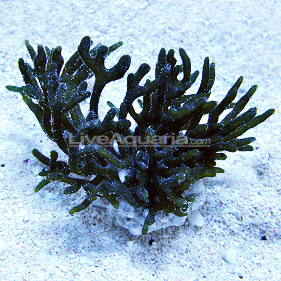 Green Finger Algae Marine Plant