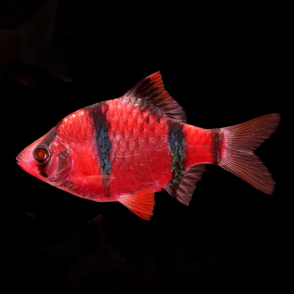GloFish®, Starfire Red® Barb: Tropical Fish for Freshwater Aquariums