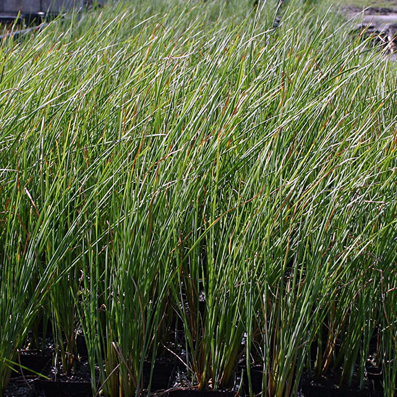 Dwarf Cattail Bog Plant: Plants for Ponds & Water Gardens