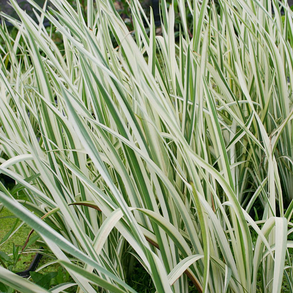 Variegated Sweet Flag