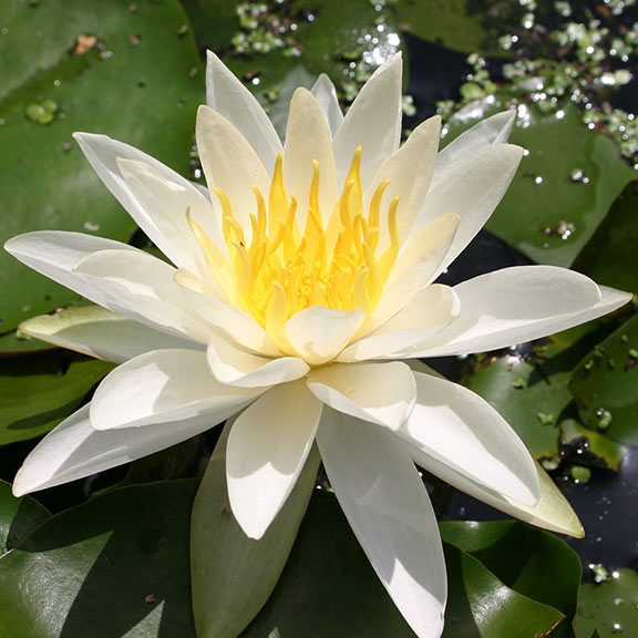 Virginia Hardy Water Lily: Plants for Ponds & Water Gardens
