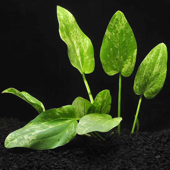 Radican, Marble Queen: Aquatic Plants for Freshwater Aquariums