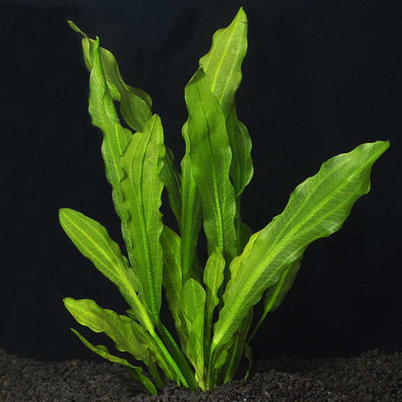 Ruffle Plant: Aquatic Plants for Freshwater Aquariums