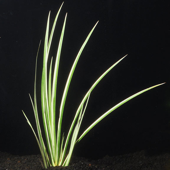 Variegated Japanese Dwarf Rush Aquarium Plant: Aquatic Plants for ...