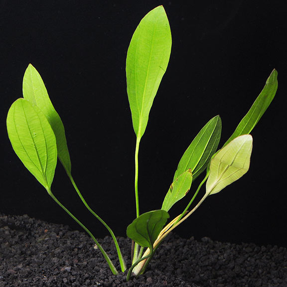 Melon Sword: Aquatic Plants for Freshwater Aquariums