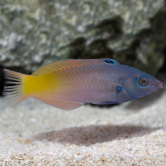 Two Tone Wrasse, Halichoeres prosopeion: Saltwater Aquarium Fish for ...