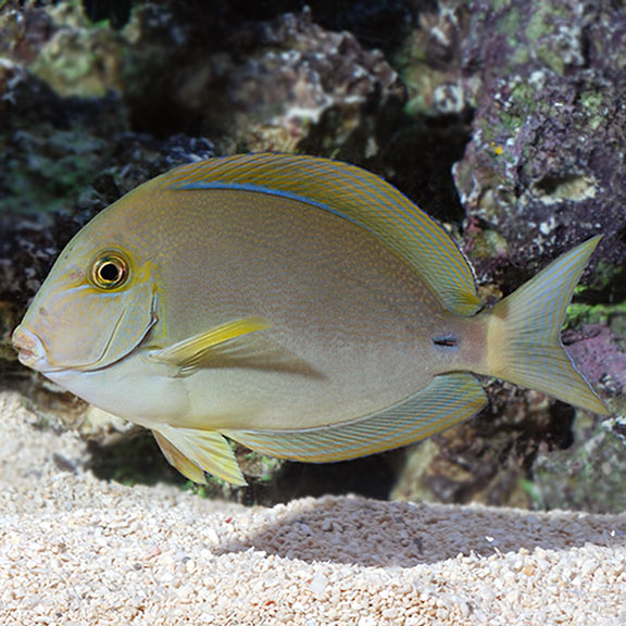 Ring Tail Surgeonfish: Saltwater Aquarium Fish for Marine Aquariums