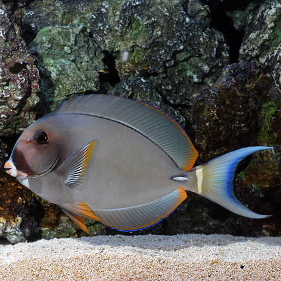 White Face Tang: Saltwater Aquarium Fish for Marine Aquariums