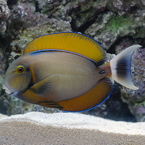 Black Spot Tang: Saltwater Aquarium Fish for Marine Aquariums