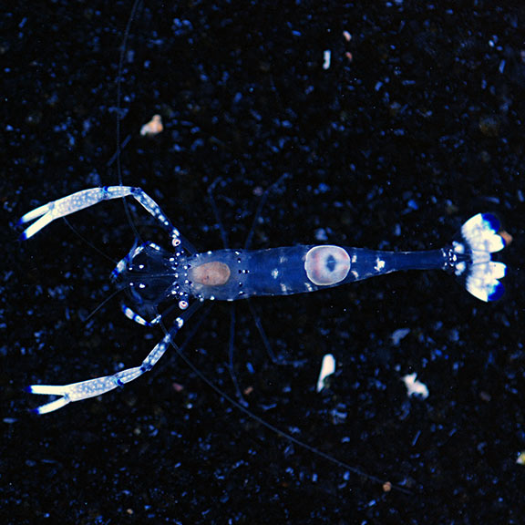 Venus Anemone Shrimp: Saltwater Aquarium Invertebrates