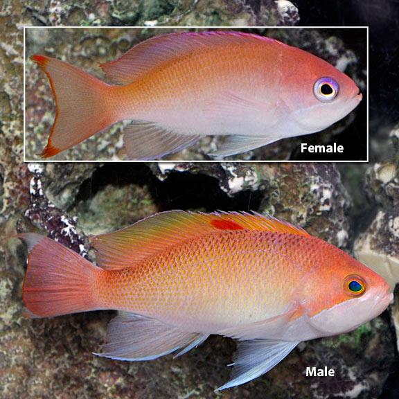 Stocky Anthias, Female: Saltwater Aquarium Fish for Marine Aquariums