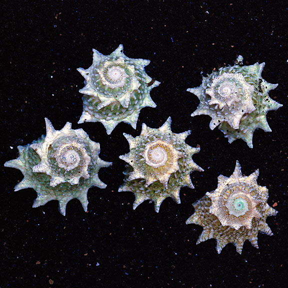 Spiny Star Astraea: Saltwater Aquarium Snails for Marine Reef Aquariums