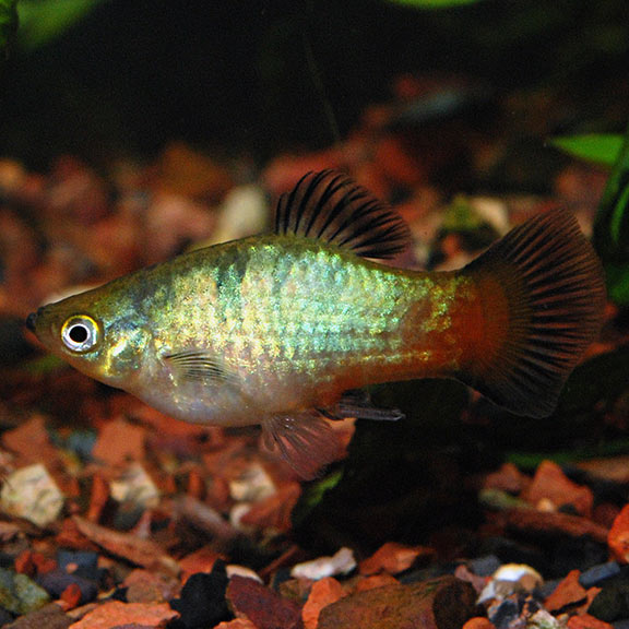 Rainbow Platy Group: Tropical Fish for Freshwater Aquariums