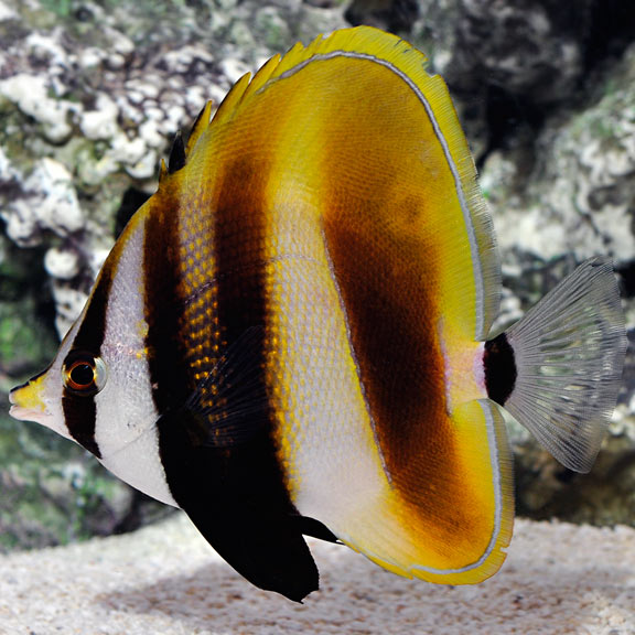 Hi Fin Coradion Butterflyfish: Saltwater Aquarium Fish