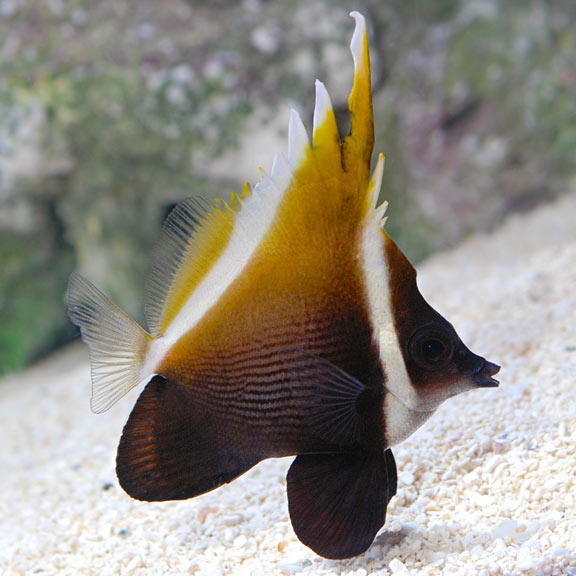 Heniochus Brown Butterflyfish (Humphead Bannerfish): Saltwater Aquarium ...