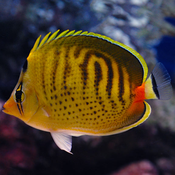 Spotband Butterflyfish: Saltwater Aquarium Fish for Marine Aquariums