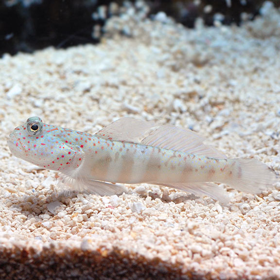 Pink Spotted Watchman Goby: Saltwater Aquarium Fish for Marine Aquariums