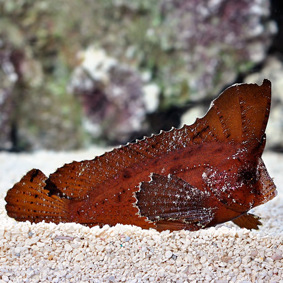 Sailfin/Rogue Scorpion: Saltwater Aquarium Scorpionfish
