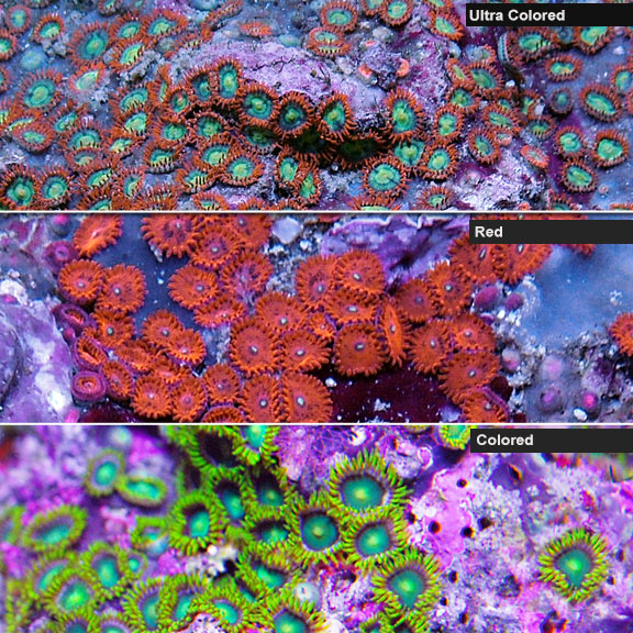 Colony Micro Polyp, Zoanthus sp.: Saltwater Aquarium Corals for Marine ...