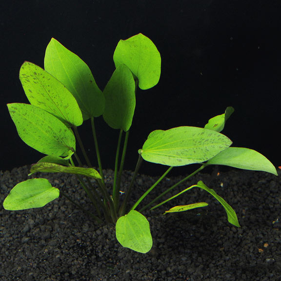 Red Flame, Echinodorus red flame: Aquatic Plants for Freshwater Aquariums
