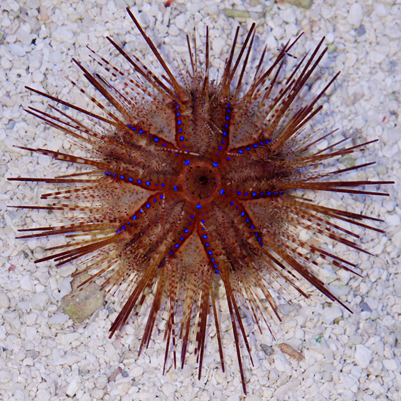 Longspine Urchin, Blue Spot, Astropyga radiata: Saltwater Aquarium ...