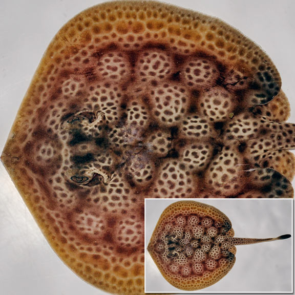 Round Stingray: Saltwater Aquarium Fish for Marine Aquariums