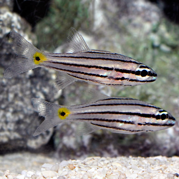 Five Lined Cardinalfish, Cheilodipterus quinquelineatus: Saltwater ...