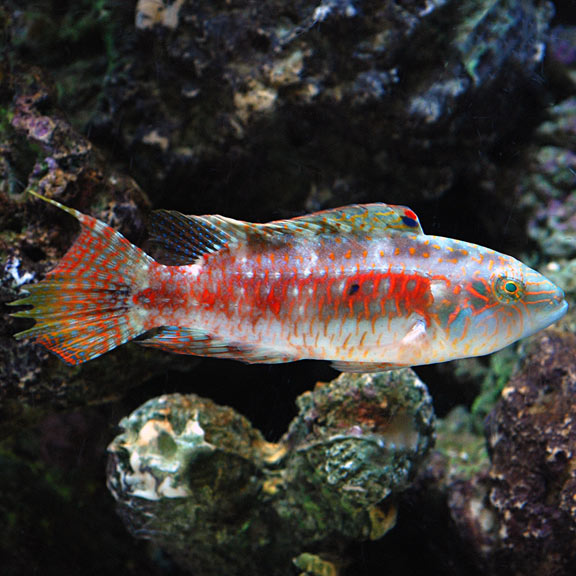 Two Spot Wrasse, Oxycheilinus bimaculatus: Saltwater Aquarium Fish for ...
