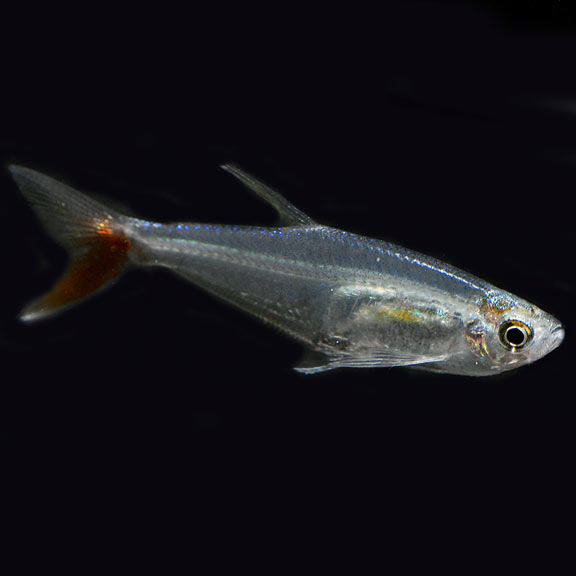 Filigree Bloodfin Tetra Group, Prionobama filigera: Tropical Fish for ...