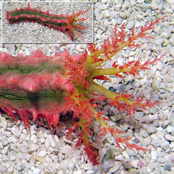 Spiny Sea Cucumber, Green w/Pink & Yellow: Saltwater Aquarium Invertebrates