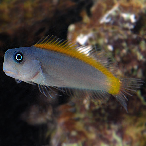 Blue and Gold Blenny: Saltwater Aquarium Fish