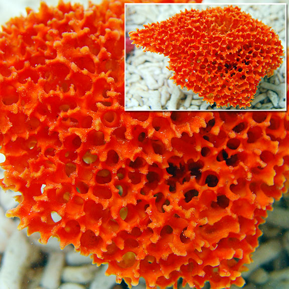 Bee Sponge (Spiny Sponge): Saltwater Aquarium Invertebrates
