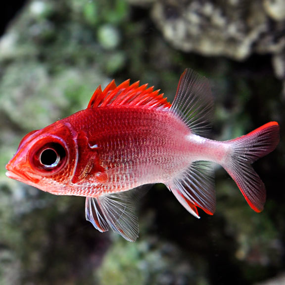 Scarlet Fin Soldier (Tahitian or Blueline Squirrelfish): Saltwater ...