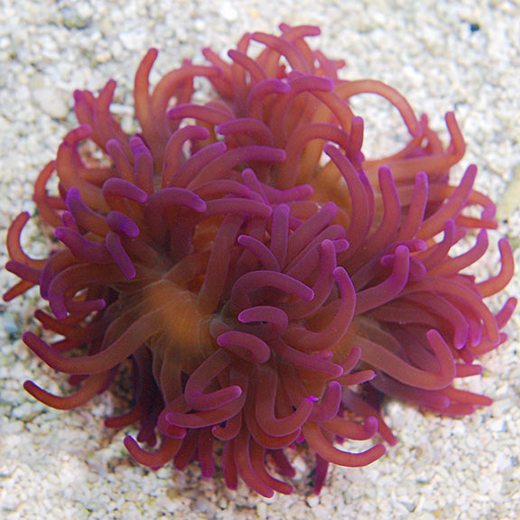 Purple Long Tentacle Anemone: Saltwater Aquarium Invertebrates