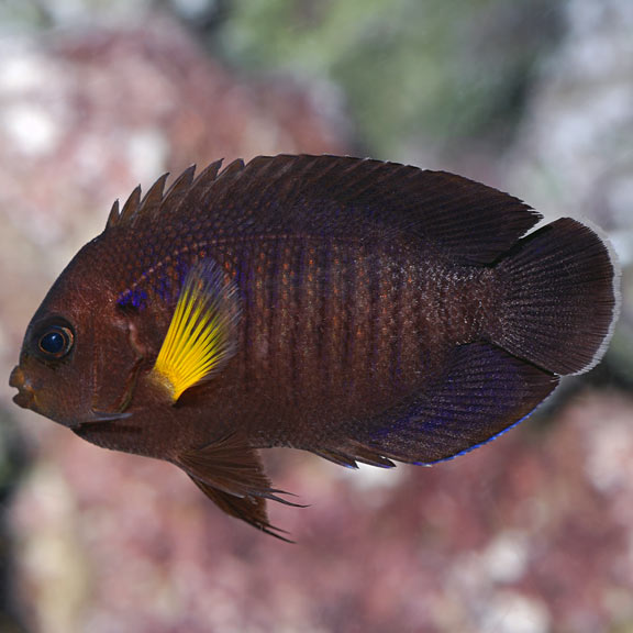 Yellowfin Angelfish, Centropyge flavipectoralis: Saltwater Aquarium ...