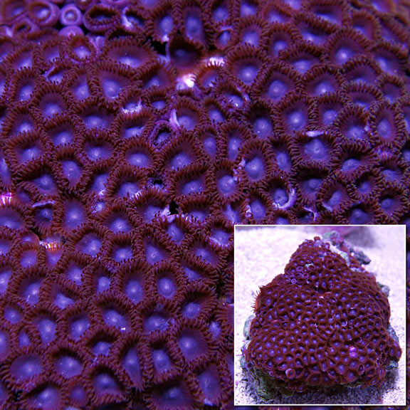 Colony Polyp, Purple Face, Zoanthus sp.: Saltwater Aquarium Corals for ...