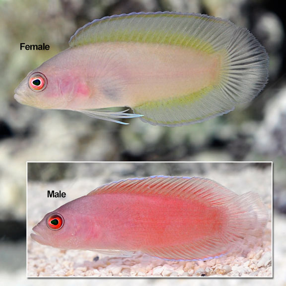 Ring Eyed Dottyback, Pseudoplesiops typus: Saltwater Aquarium Fish for ...